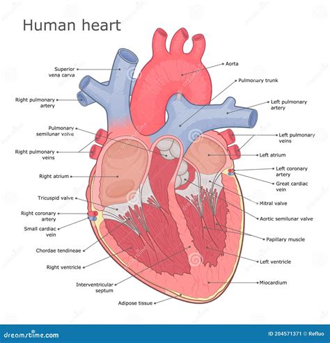 Heart Anatomy Medical Vector Illustration Stock Vector Illustration Of Circulatory Inside