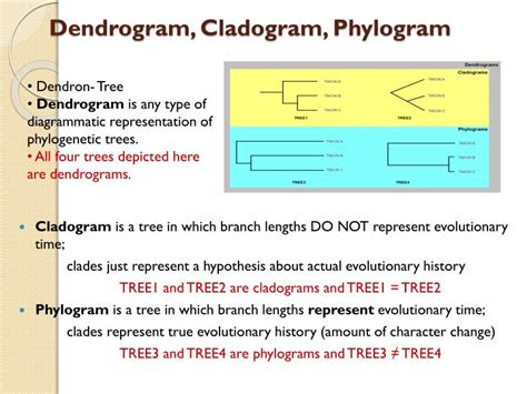 Ppt Phylogenetic Tree Powerpoint Presentation Id 3032156
