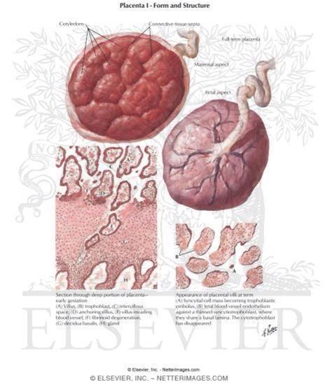 Placenta Female Reproductive System Anatomy Medical Terminology Study Pharmacology Nursing
