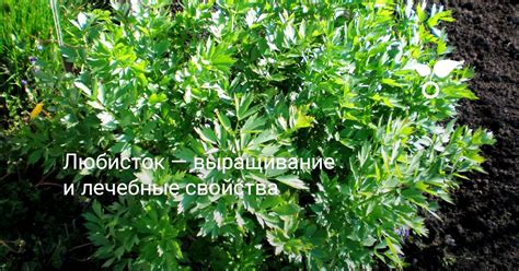Любисток — выращивание и лечебные свойства. Фото — Ботаничка