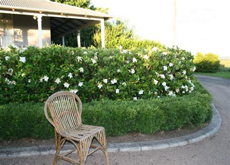 What Is The Difference Between Hedging And Screening Plants CSG