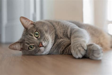 How To Tell If Your Cat Is Sick Signs Symptoms Los Angeles Vets