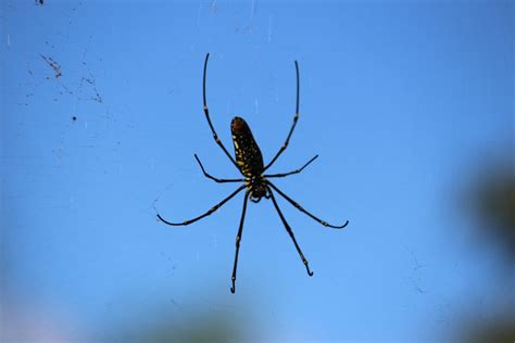 거미줄에 앉아 있는 검은색과 노란색 거미 사진 Unsplash의 무료 파랑 이미지