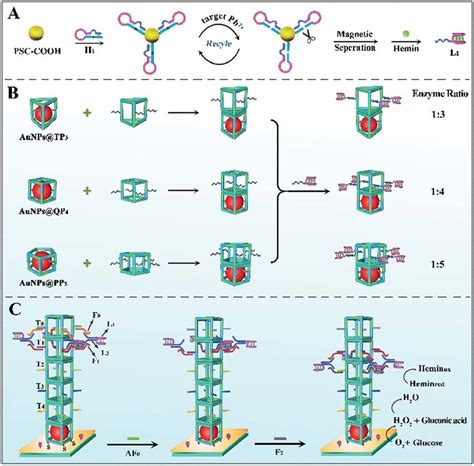 Scheme 1 Schematic Illustration Of A Dnazyme Assisted Cleavage Download Scientific Diagram