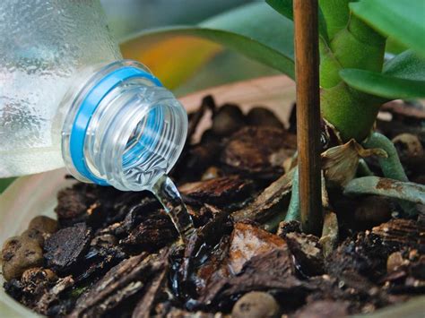 Orchid Watering How To Water Orchids Dunking Bottle And Timing