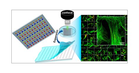 An Image Based High Throughput And High Content Drug Screening Method Based On Microarray And