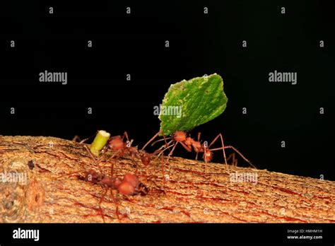 Leafcutter Ant Atta Sexdens Carries Leaf Transportation Of Cutted