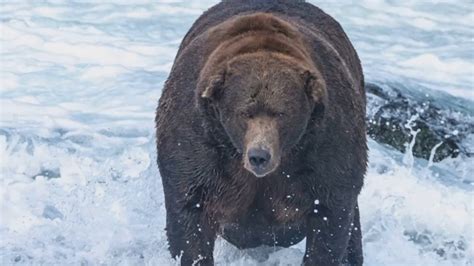 Winner Crowned In Alaska For ‘fat Bear Week Contest Au