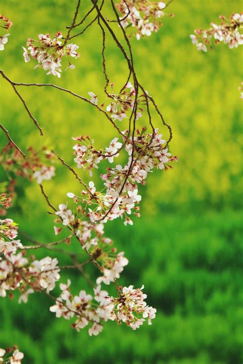 Dramakorea 한국에서 벚꽃놀이를 즐기는 방법은 다양하며 봄이 되면 많은 사람들이 벚꽃을 보러 나갑니다 다음은 한국에서 벚꽃을 즐기는 최고의 방법입니다 1