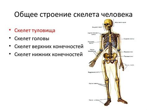Картинки строения скелета