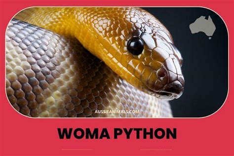 Discover The Fascinating World Of The Woma Python Aussie Animals