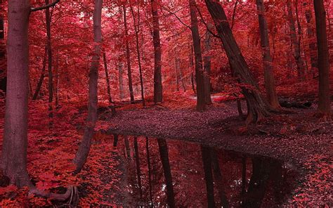 晩夏、 背の高い緑の木、 季節、 夏、 晩、 Hdデスクトップの壁紙 Wallpaperbetter