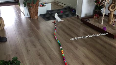 Harley The Cockatoo Knocks Down A Line Of Dominos