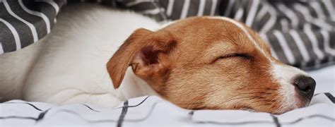 Can Dogs Have Sleep Apnea