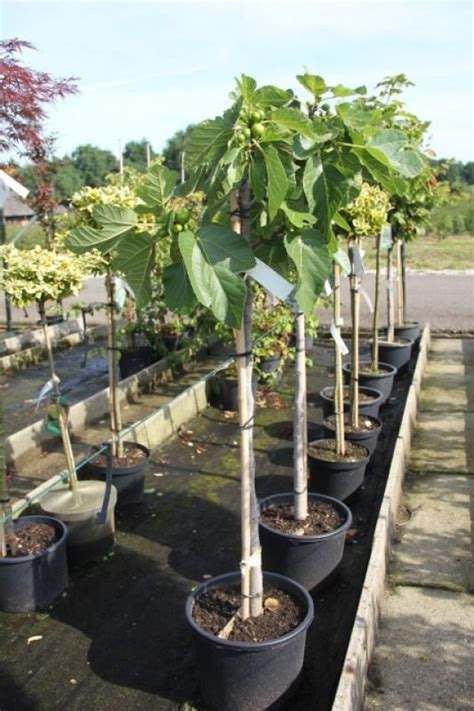 Vijg Ficus Carica Kopen