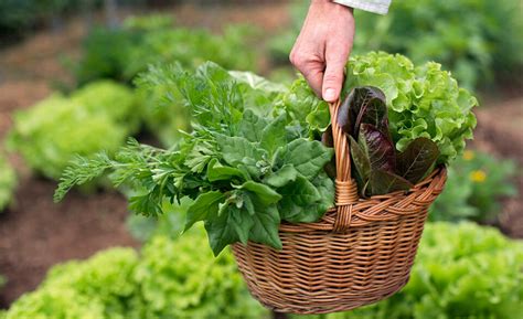 Що посадити на городі у серпні щоб встигнути зібрати урожай до холодів Читайте на Ukr Net