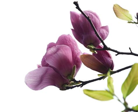 图虫风光摄影：桃花涧2018 每日头条