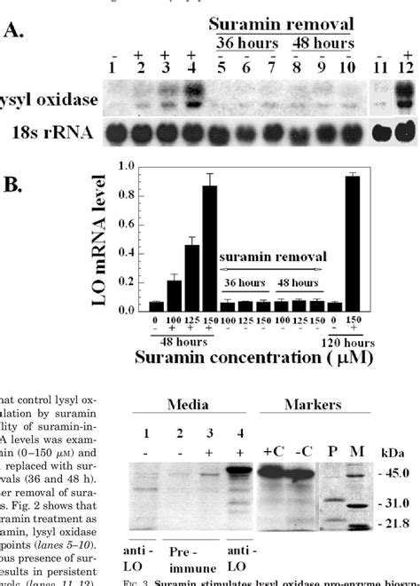 Figure 3 From Autocrine Growth Factor Regulation Of Lysyl Oxidase