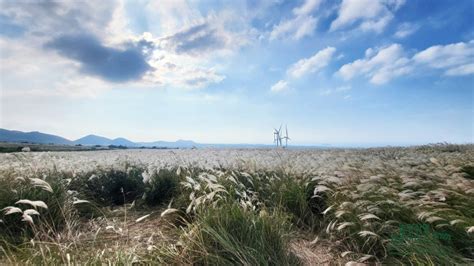 제주도 가을풍경 억새명소 애월 어음리억새군락지에서 억새풍경 감상 네이버 블로그