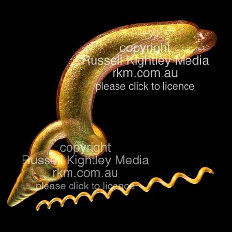 Syphilis Treponema Pallidum Spirochete
