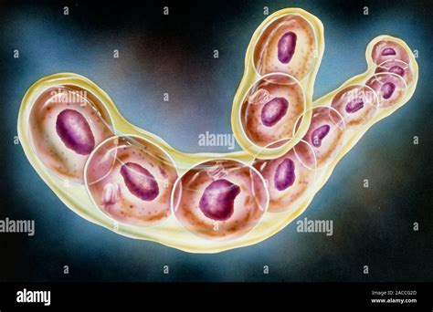 Streptococcus Bacteria Illustration Of A Chain Of Streptococcus