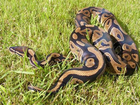 Royal Python Photos The Royal Python Co Uk Royal Python Care Sheet Royal Python Facts
