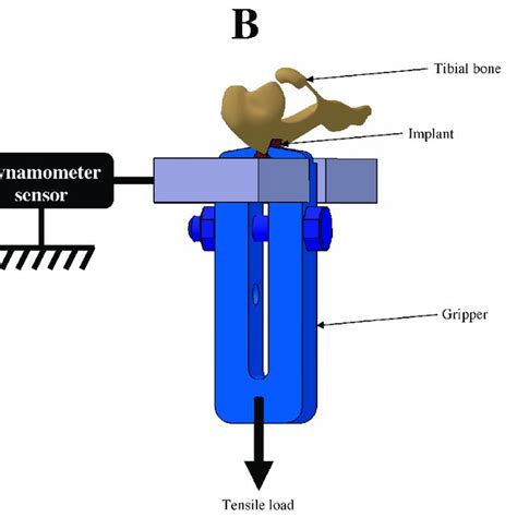 Implant To Bone Adhesion A Comparison Of The Maximum Load Value For