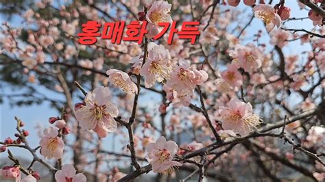 [매화꽃]이 피었습니다 🌸 110 Youtube