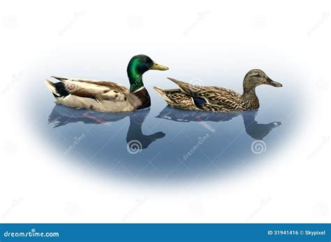 Female And Male Mallard Duck