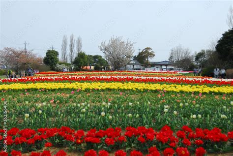 チューリップ畑 稲敷チューリップまつり 和田公園 茨城県稲敷市浮島 Stock 写真 Adobe Stock