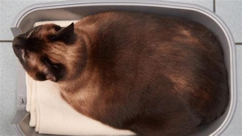 Are Siamese Cats Prone To Diabetes Clever Pet Owners