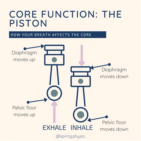 Core Muscle Anatomy And The Piston Analolgy