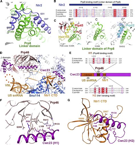 Structure Of An Intron Lariat Spliceosome From Saccharomyces Cerevisiae