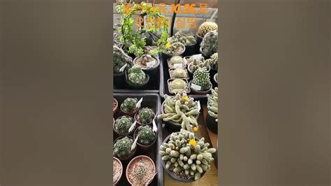 울산다육구갑용선인장토요일 오전7시 실방에 놀로오세요 Youtube
