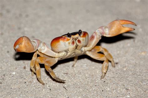 Free Images Beach Nature Sand Food Insect Seafood Aquatic Fauna Claw Invertebrate
