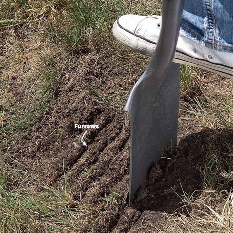 How To Get Rid Of Crabgrass Artofit