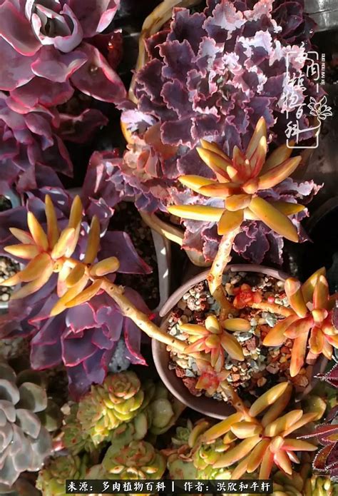 短暂的露养季，多肉低调奢华展欢颜！附多肉控型经验！时间