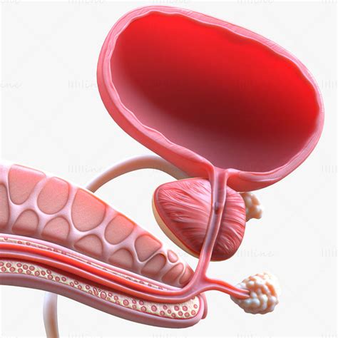 Male Reproductive System 3d Model