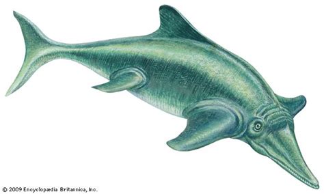 Ichthyosaur Fossil Reptile Group