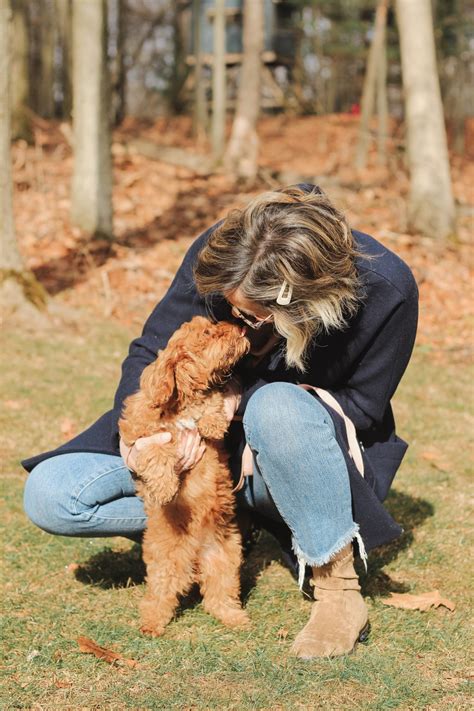 Meet Cinnamon The Cockapoo A Lovely Living