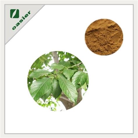 China Customized Best Eucommia Ulmoides Leaf Extract Manufacturers