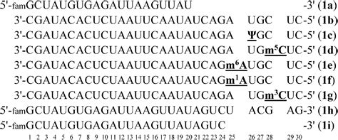 Effects Of Epitranscriptomic Rna Modifications On The Catalytic Activity Of Sars Cov 2
