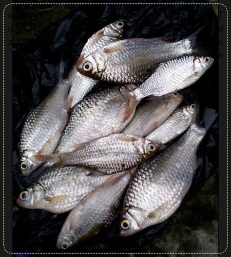 Gambar Ikan Wader Besar Gudang Gambar Viral Hd