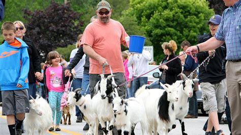 Goats On Parade In Sister Bay For The Official Roofing Of The Goats