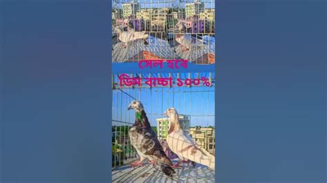 ডিম বাচ্চা করা। এদের বাচ্চা অনেক ভালো ফ্লাই করে। মা বাবা ও ভাই বোন টস