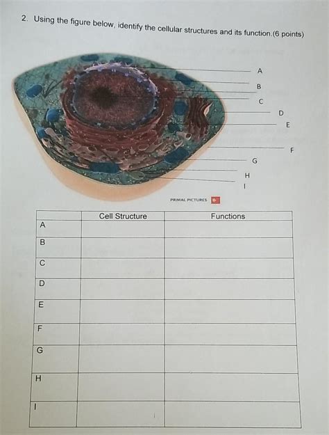 Solved 2 Using The Figure Below Identify The Cellular