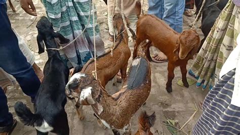 হরিয়ানা শিরোহি জাতের বাচ্চা ছাগল জোড়া ১২ হাজার টাকায় Chagoler