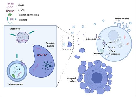 Extracellular Vesicle Biogenesis And Types Microvesicles