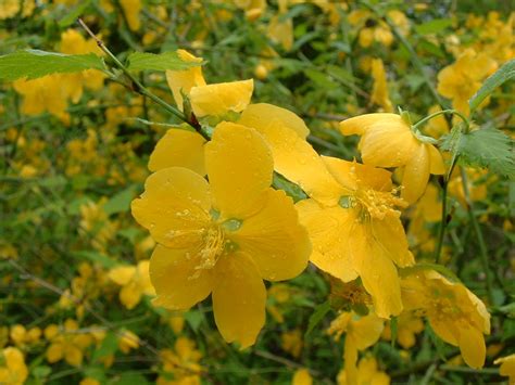 Продажа Kerria japonica Керрия японская японика в Санкт-Петербурге ...