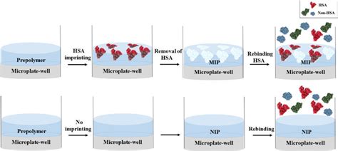 Schematic Representation Of Hsa Mip Based Microplate Fabrication Download Scientific Diagram